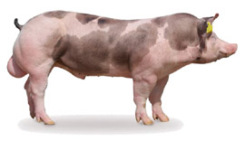 Giới thiệu một số giống heo ngoại nhập khẩu vào Việt Nam